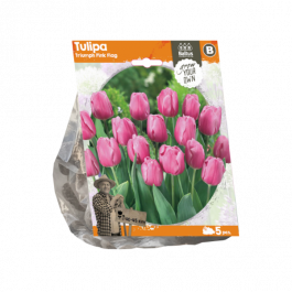 Tulipa Triumph Pink Flag (Sp) per 5 - Baltus